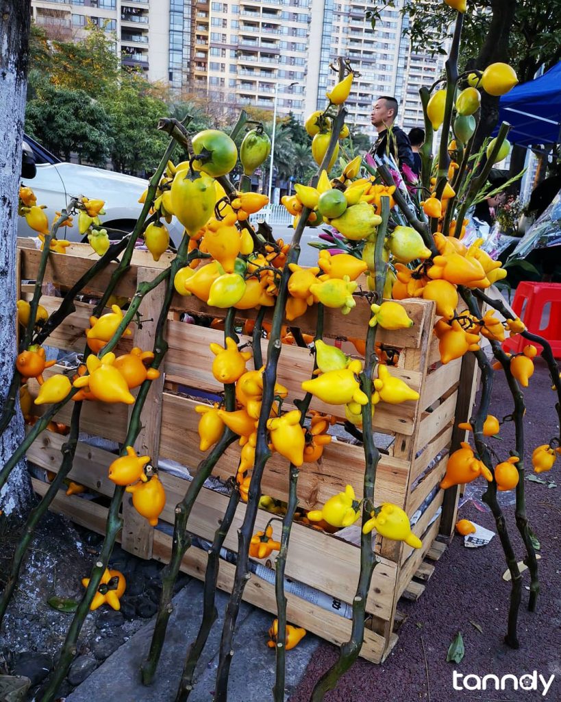 Guangzhou is having a Spring Festival Flower Fair - Tanndy Ltd